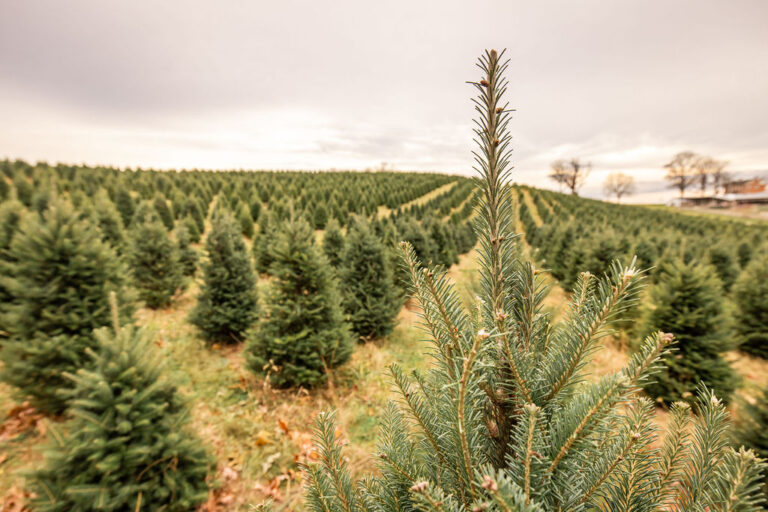 Christmas Tree Farms - Homegrown Frederick